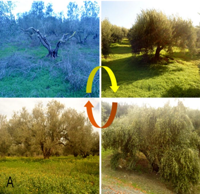 Ελαιόδεντρα: Όλα για το κλάδεμα ελιάς, ορθές πρακτικές