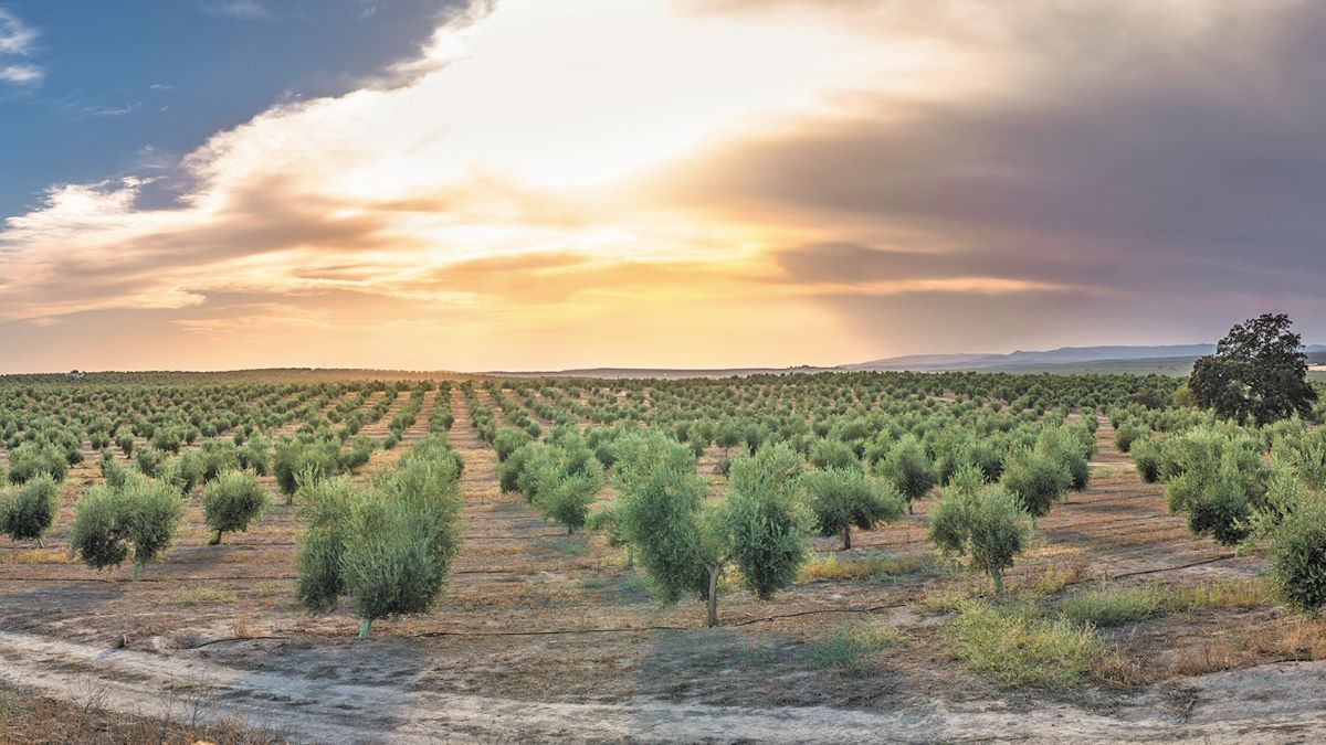 MUCH-BETTER OIL: A Project Nearing Completion That Transformed the ...