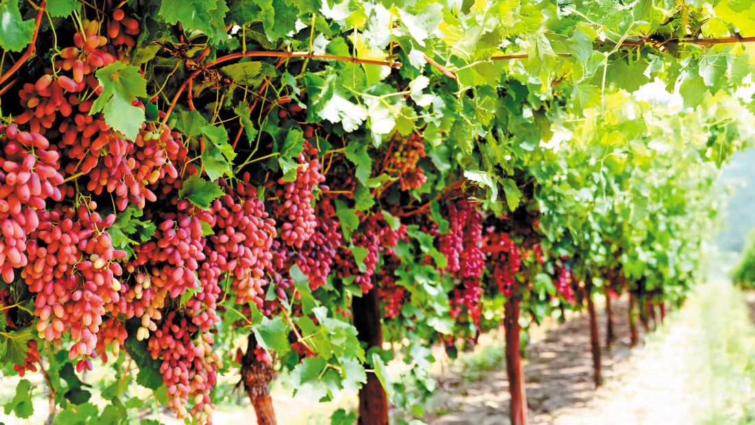 BIO-CRIMSON Case Study – Agricultural Biostimulants in Table Grape ...