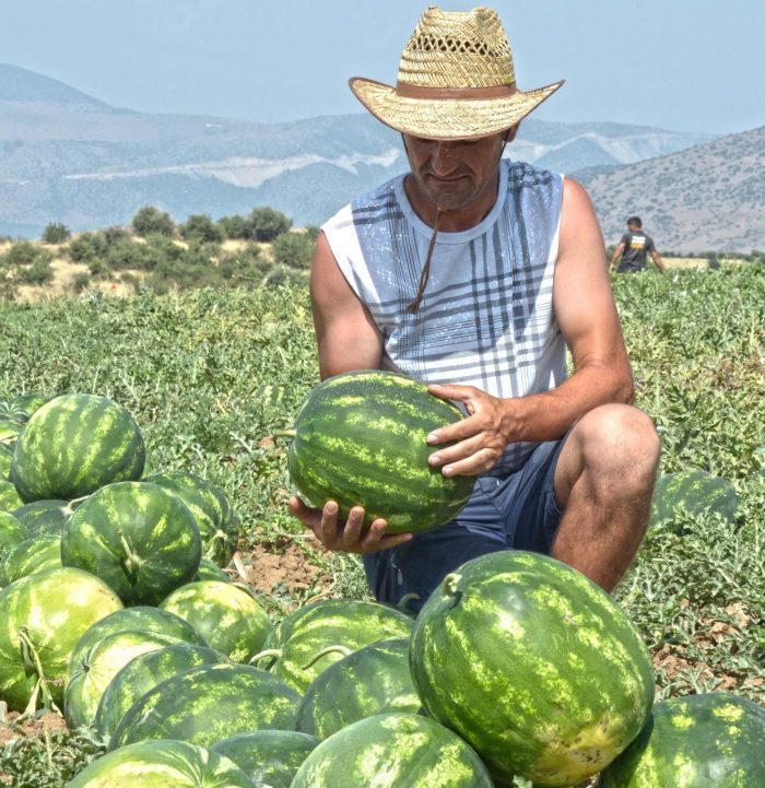 Σειρά για τα Θεσσαλικά καρπούζια και πεπόνια που βγαίνουν στην αγορά