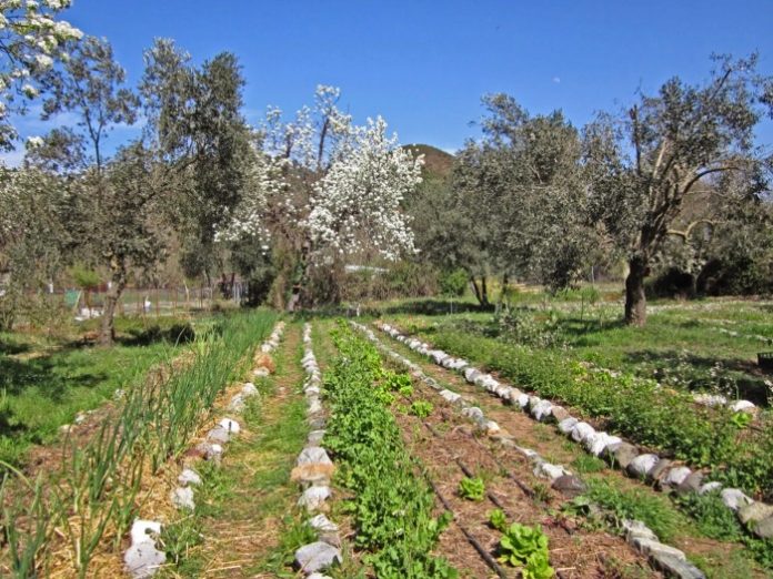 Καλλιέργεια ελιάς: Μόνη ή με συγκαλλιέργεια;
