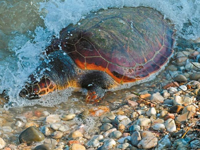 Προβληματισμός για τις νεκρές θαλάσσιες χελώνες