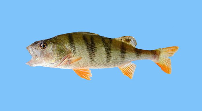 Οδηγός Ελληνικών Ψαριών: Μάθε για τα ελληνικά ψάρια (Εικόνες)