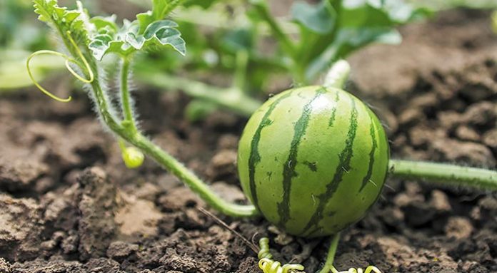 Καρπούζι: Ξεκίνησε η φύτευση για τα πρώιμα
