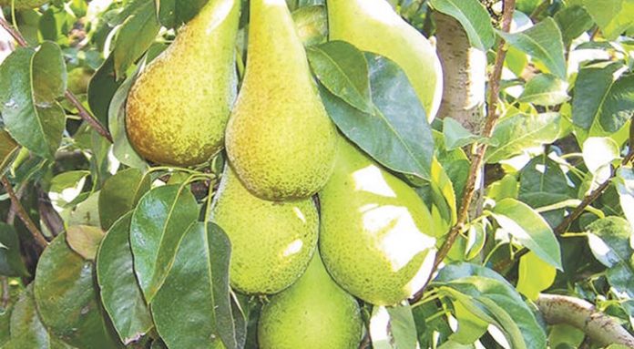 Αλλάζει φέτος το σκηνικό για τους αχλαδοπαραγωγούς της Αρκαδίας