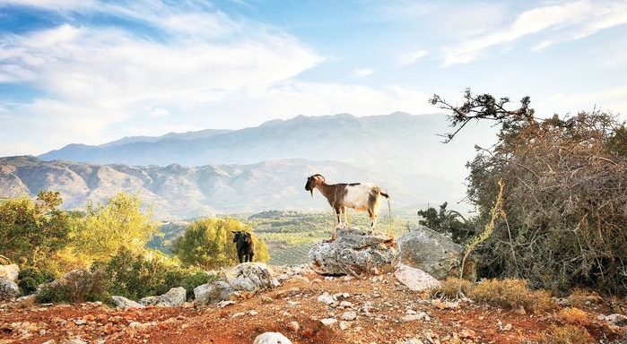 Στο ΦΕΚ η ΚΥΑ έτους 2025 για τις αποζημιώσεις των κτηνοτρόφων - Έως ...