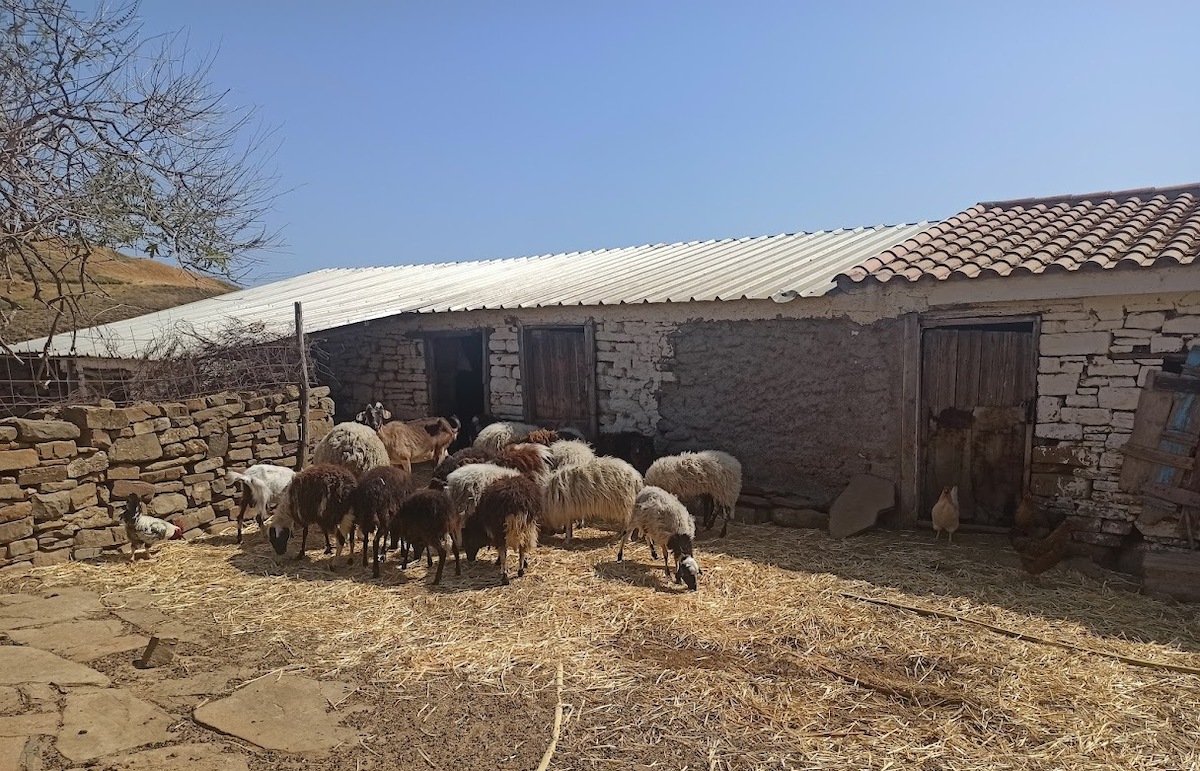 Οικοτεχνικά Τυροκομεία: Υποστήριξη κτηνοτρόφων στις παραδοσιακές ...