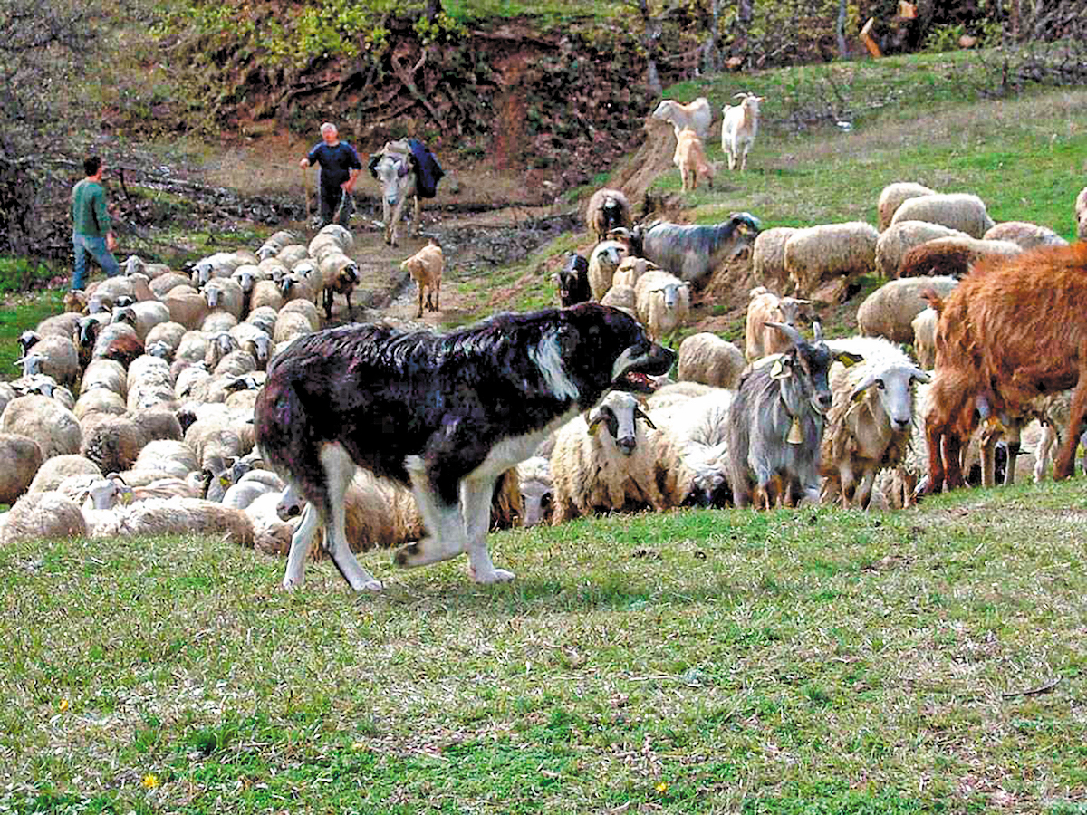 Οι ελληνικοί ποιμενικοί προκρίνονται ως λύση για τις επιθέσεις λύκων