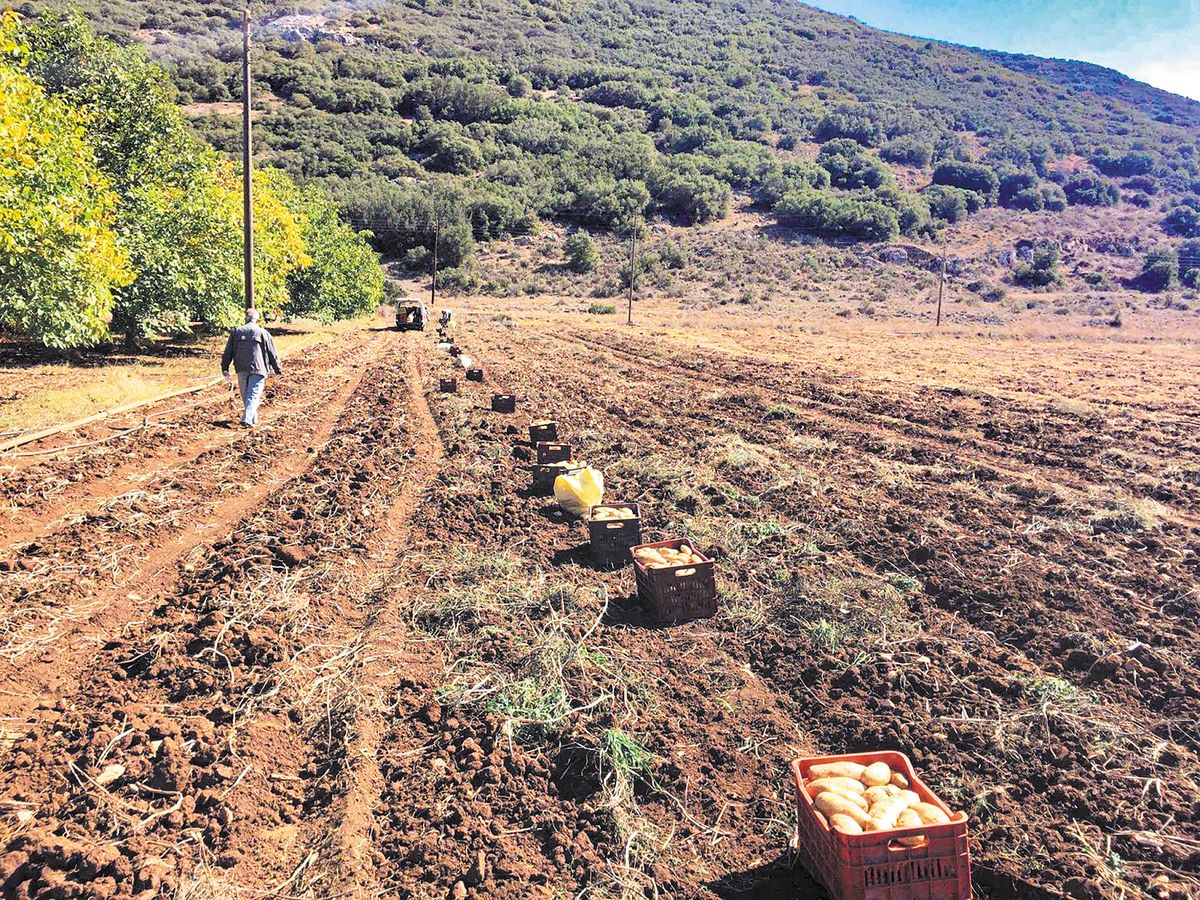 Πατάτα: Στους 4 τόνους το στρέμμα οι αποδόσεις, τάση ανόδου για τις τιμές