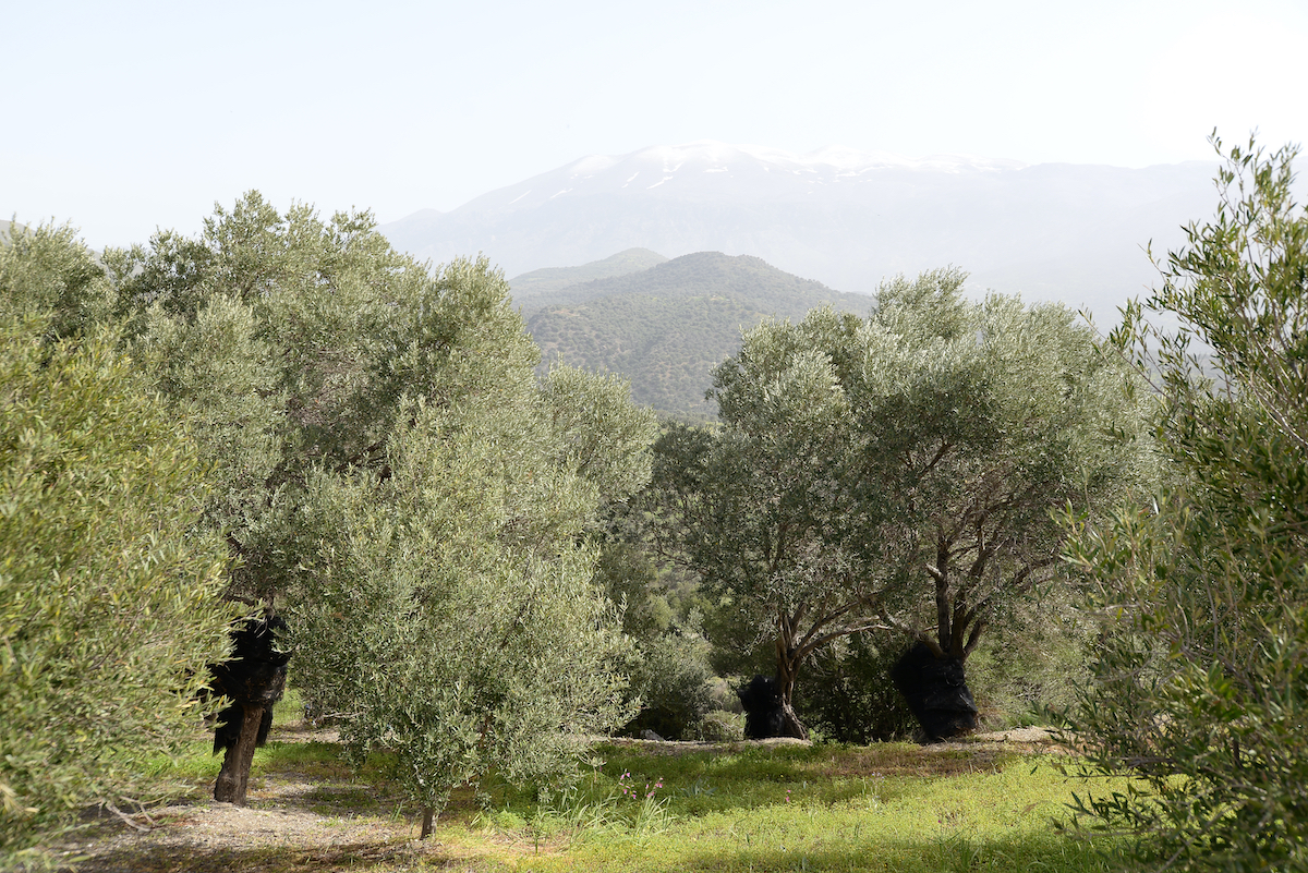 Ελλειµµατική άρδευση ελιάς: Λύση στη μειωμένη διαθεσιμότητα νερού