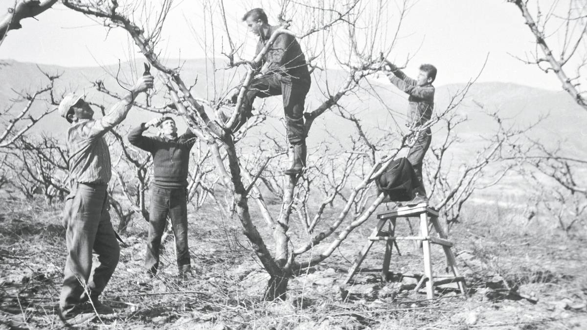 ΑΣΕΠΟΠ ΒΕΛΒΕΝΤΟΥ: Μια αγροτική συνεταιριστική ιστορία γραμμένη με ...
