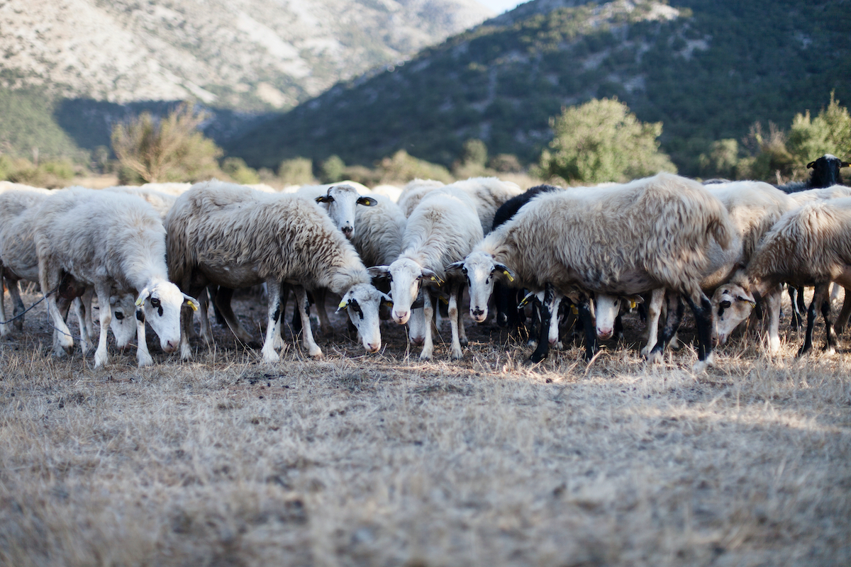 Άνοιξαν τα σφαγεία Χανίων, Ρεθύμνου και Λασιθίου