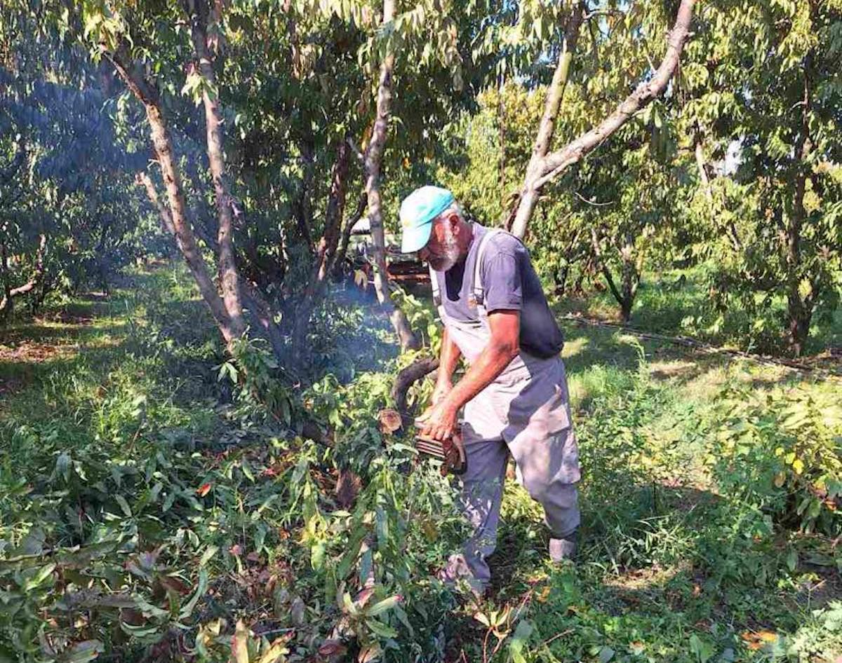 Ημαθία: Κόβουν τα δέντρα οι ροδακινοπαραγωγοί - Σε αδιέξοδο για τις τιμές