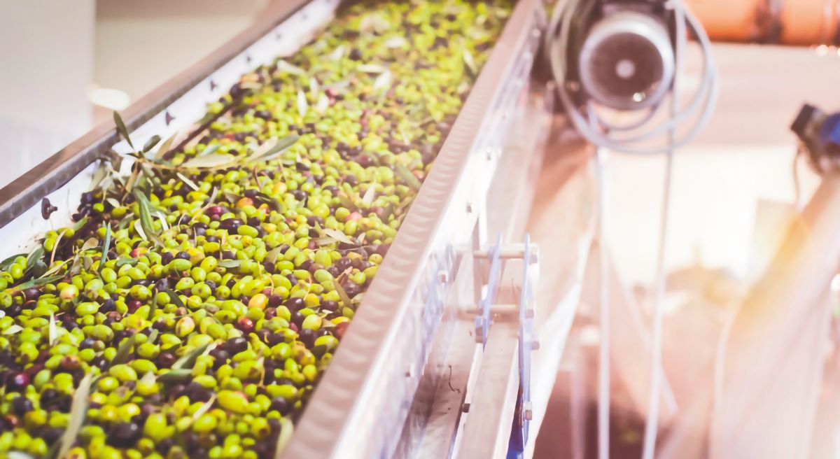 OLEAF4VALUE: Τα υποπροϊόντα της ελιάς δημιουργούν προστιθέμενη αξία για ...