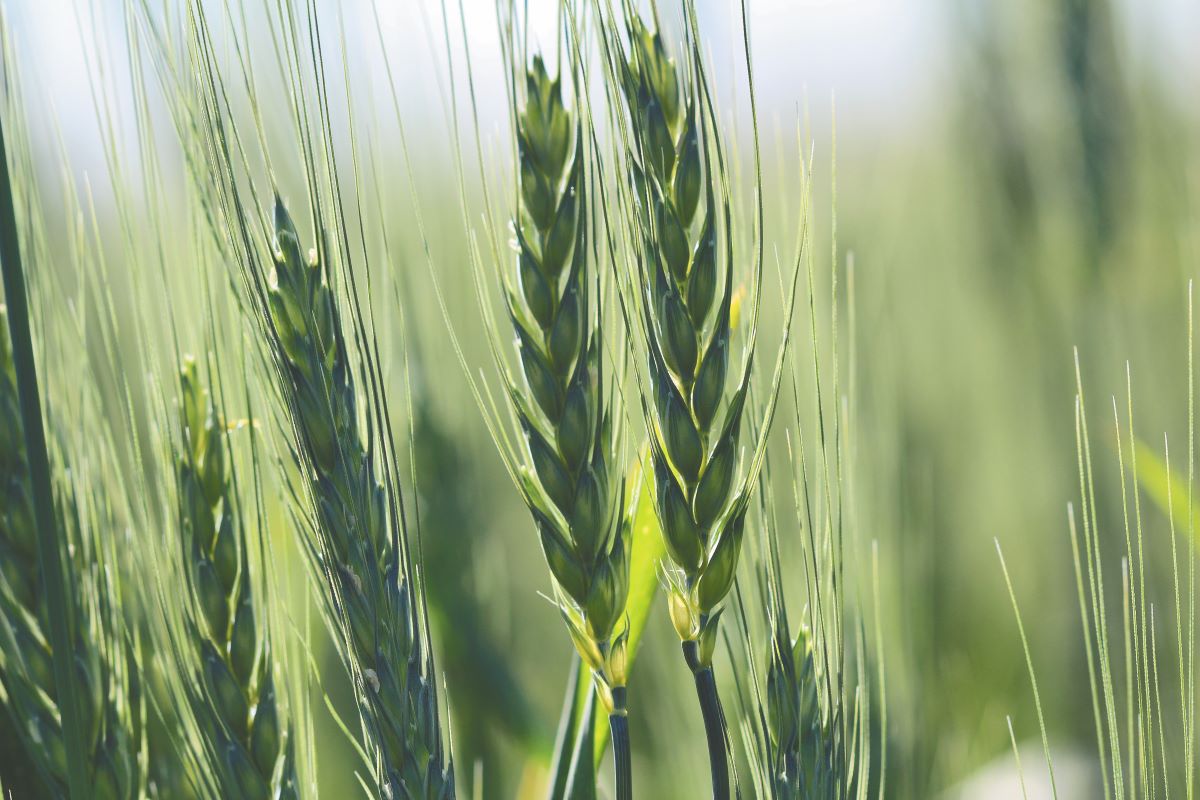 Edaptis®: Ελευθέρωσε την καλλιέργειά σου