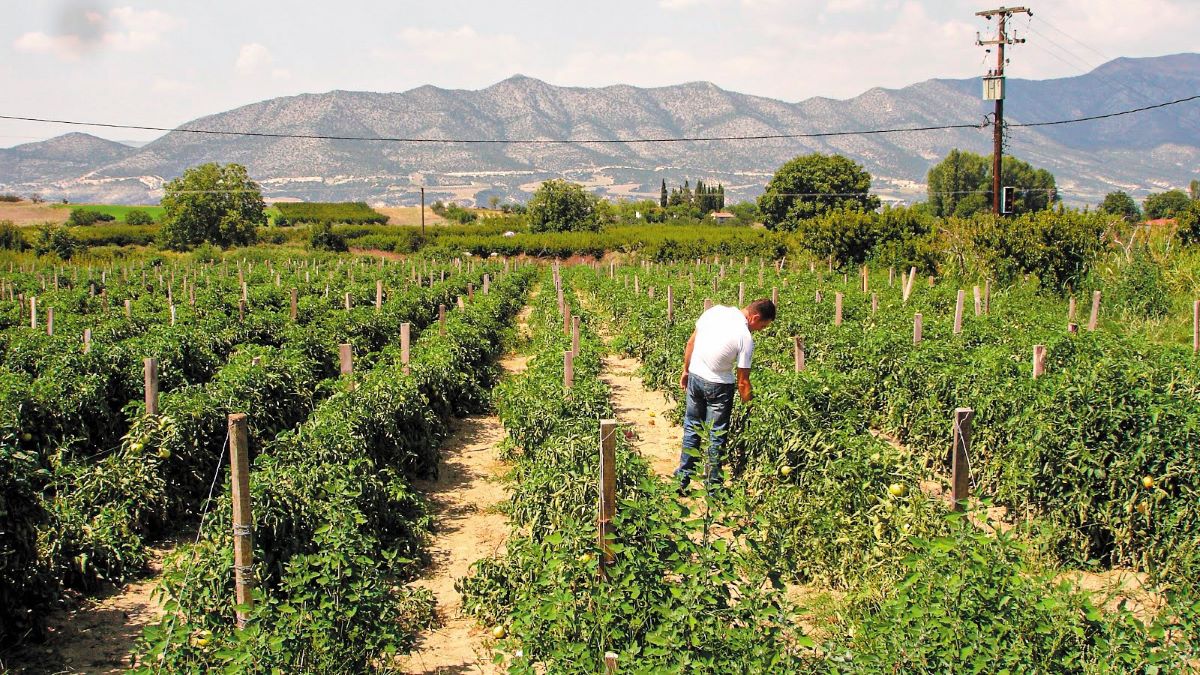 Κηπευτικά: Λειψυδρία και έλλειψη εργατικών χεριών μπλοκάρουν την ...