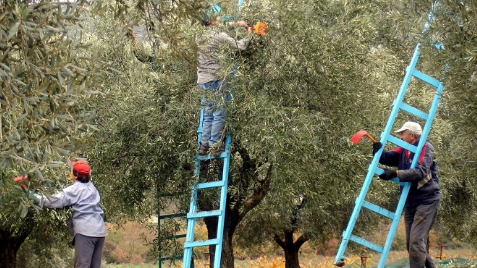 «Λαδιές» στους παραγωγούς με το... ελαιοκομικό μητρώο