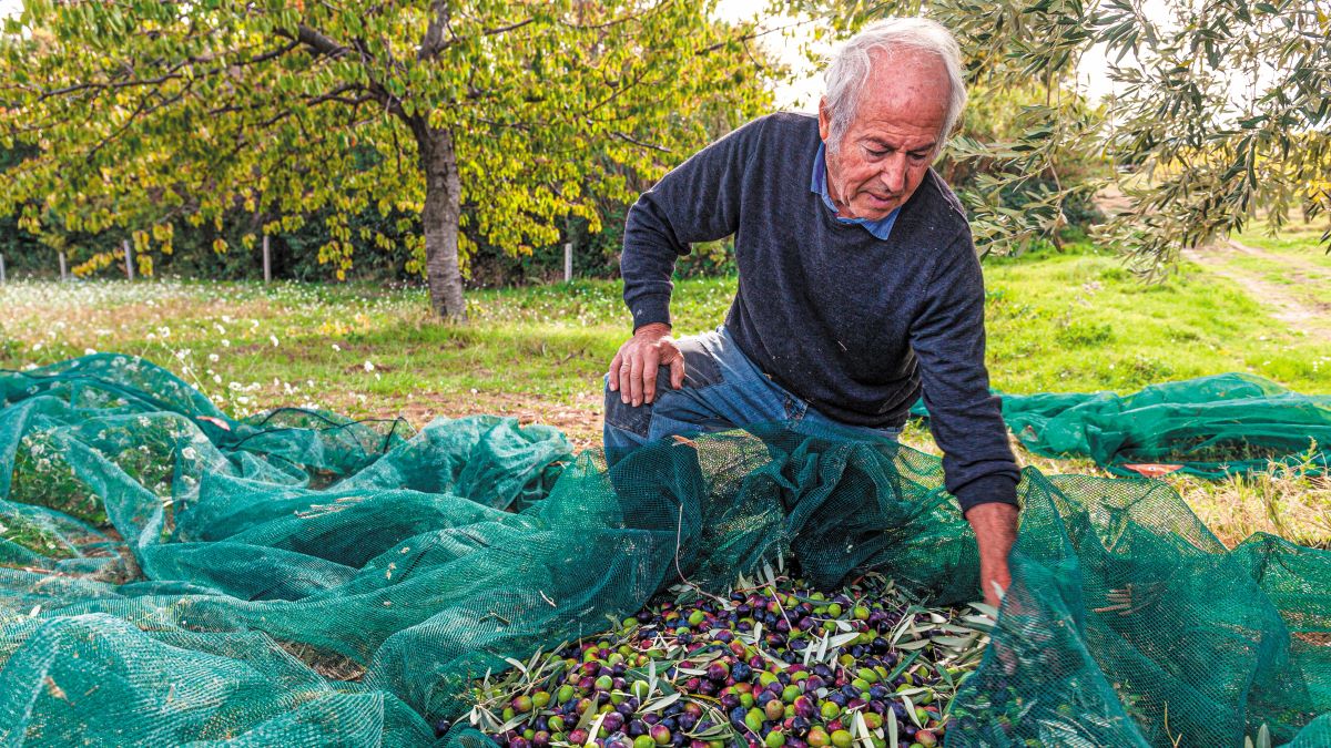 Διχάζει τους αγρότες το ελαιοκομικό μητρώο