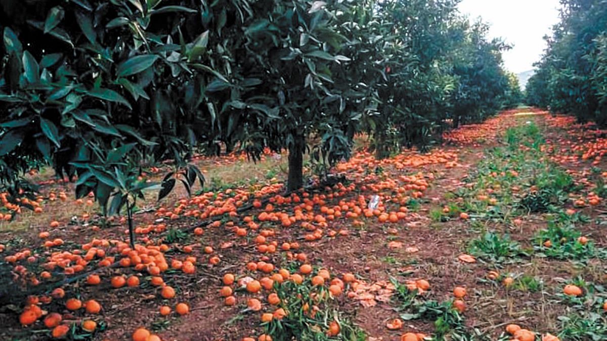 Αργολίδα: Αλλαγές στον ΕΛΓΑ για το πρόβλημα της κηλίδωσης ζητούν 14 ...