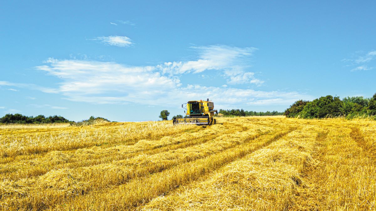 Σιτηρά: Εντυπωσιακές αποδόσεις στο σκληρό σιτάρι, προβληματισμός για ...