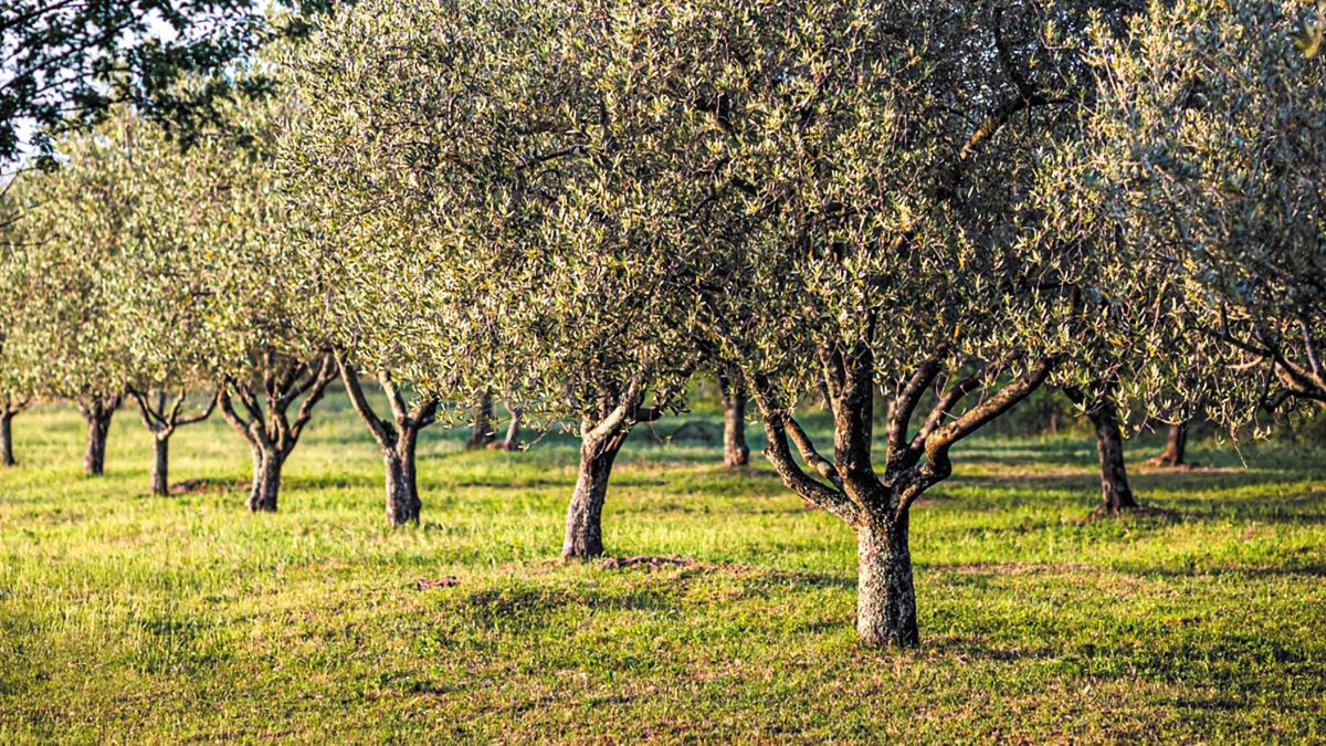 Στα ύψη η καλλιέργεια της ελιάς στην περιφέρεια Πελοποννήσου
