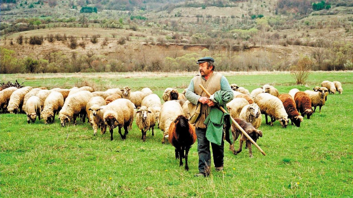 Τίτλοι τέλους για την κτηνοτροφία ελευθέρας βοσκής στην Πελοπόννησο