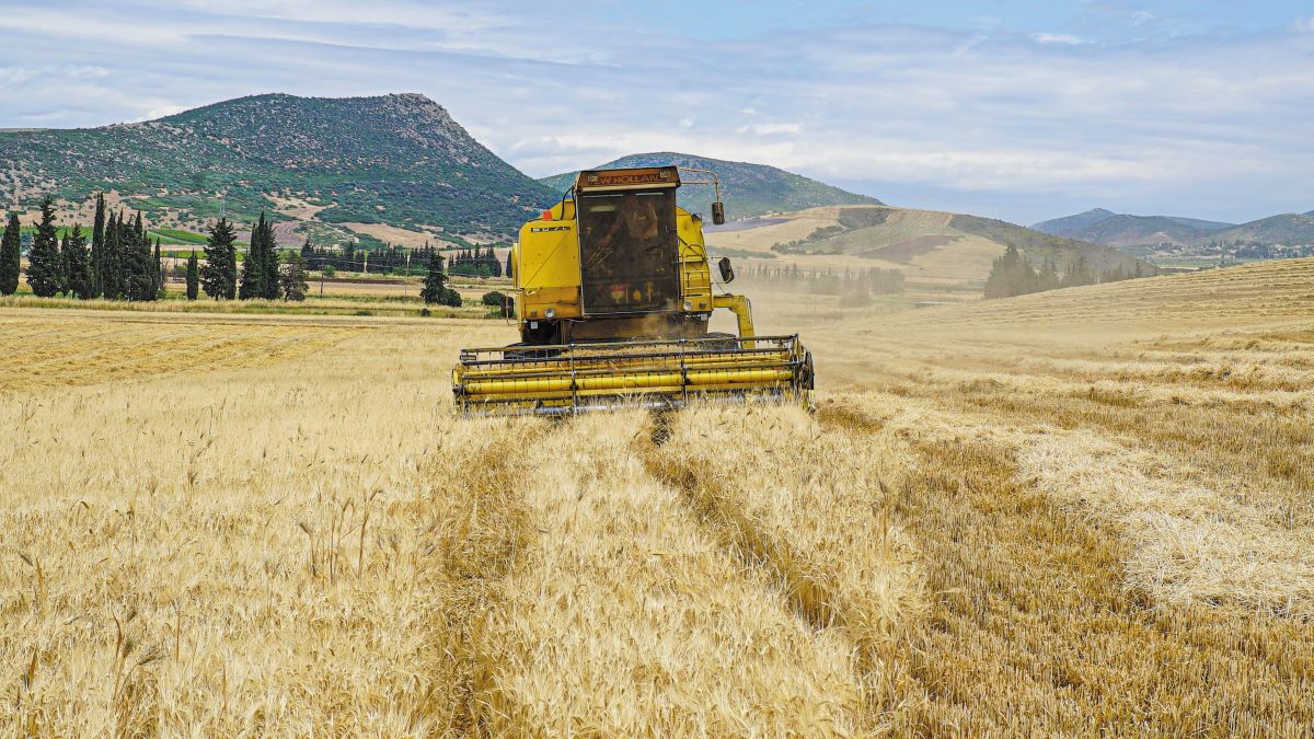 Σκληρό σιτάρι: Καθηλωμένες οι τιμές στην περιοχή των 0,23 ευρώ/κιλό