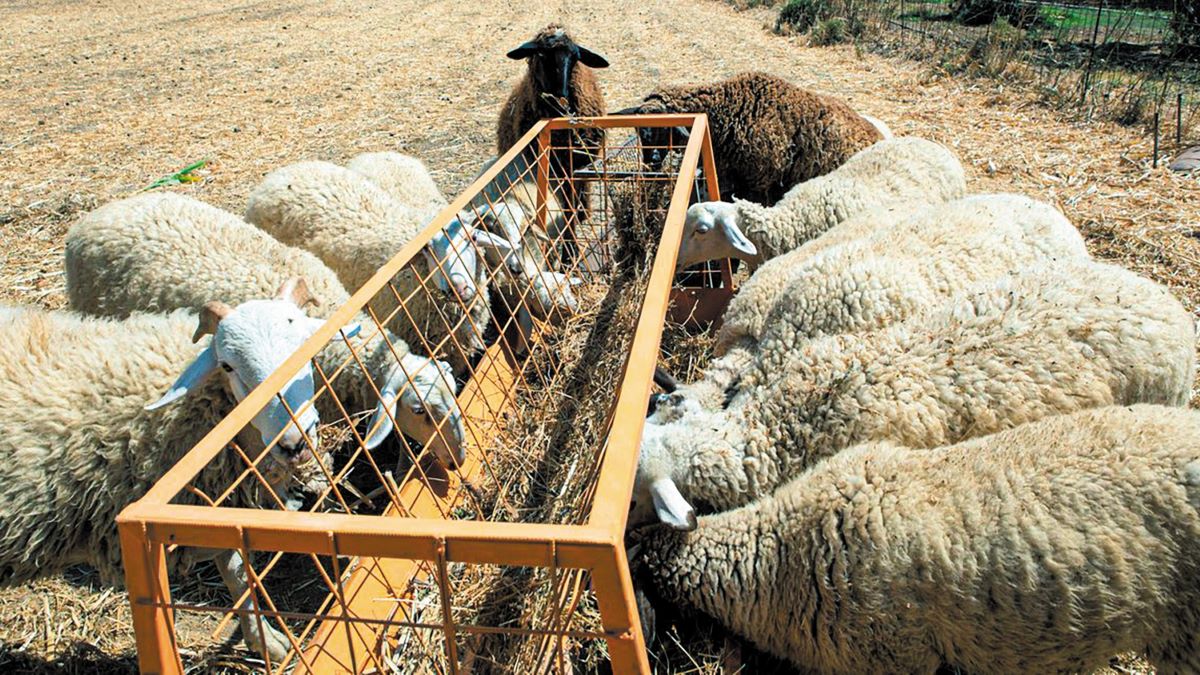 Ευλογιά: Άδειες στάνες και... τσέπες στην Αν. Μακεδονία και Θράκη ...